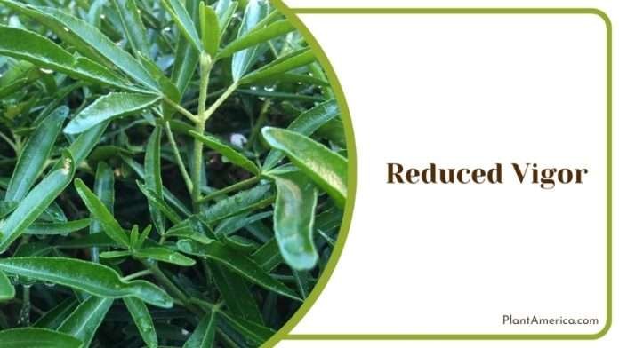 Treatment for Aphids on Burning Bush: Problems and Solutions - Plant ...