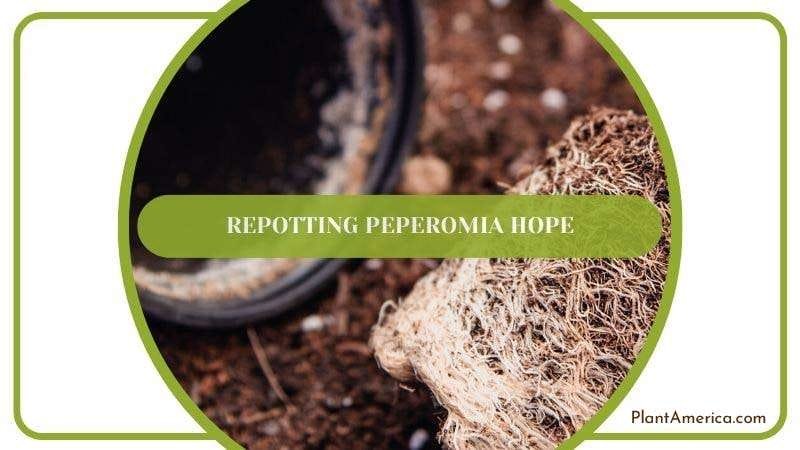 Peperomia Hope Care: All You Need to Know and More - Plant America