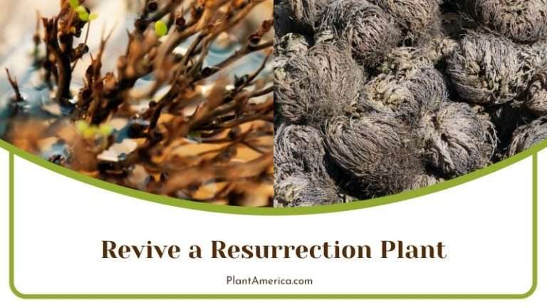 Rose of Jericho - Care Nuggets for the Resurrection Plant - Plant America
