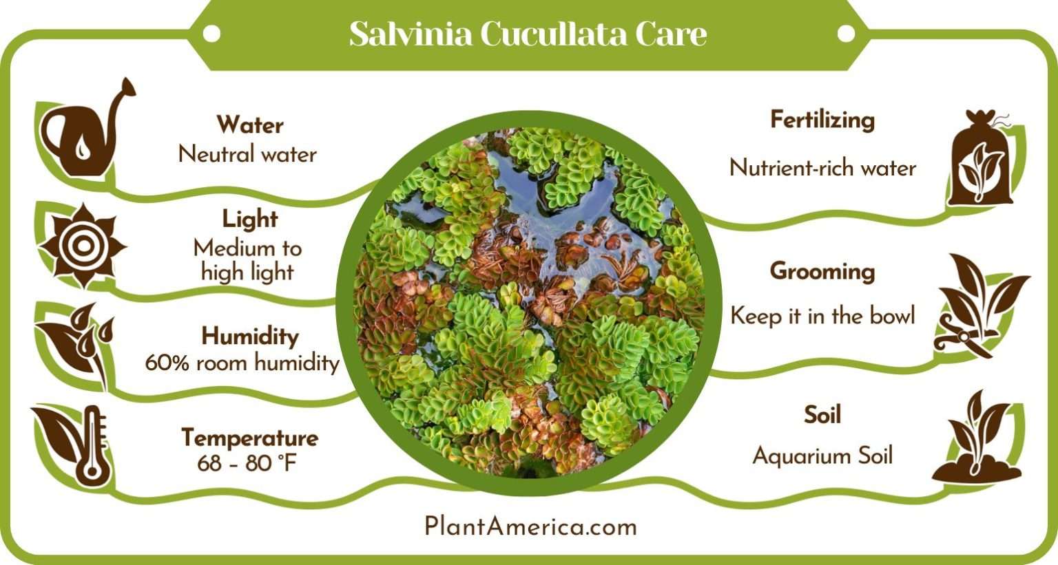 Salvinia Cucullata Care: Maintaining the Best Floating Plant - Plant ...