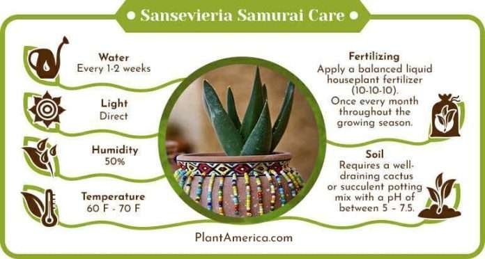 Sansevieria Samurai Care: Your Complete Growing Guide - Plant America