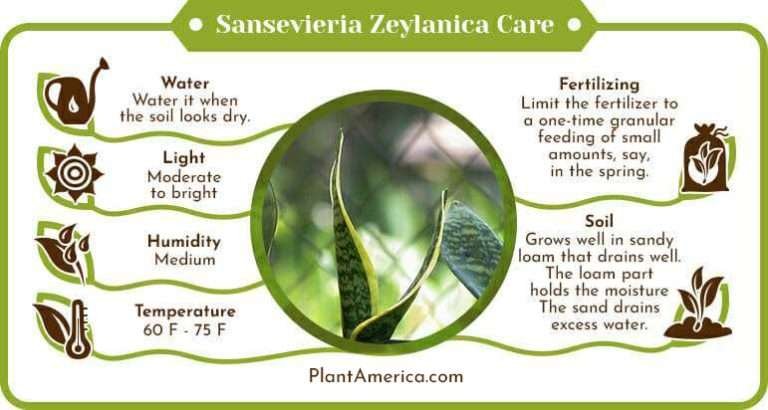 Sansevieria Zeylanica: Care Guide for the Stunning Evergreen - Plant ...