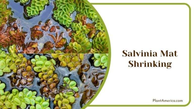 Salvinia Cucullata Care: Maintaining the Best Floating Plant - Plant ...