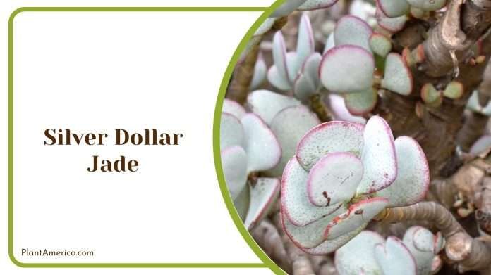 26 Types of Jade Plants That You Don’t Want To Miss - Plant America