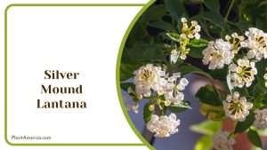 20 Lantana Varieties and Types to Make a Spectacular Garden - Plant America