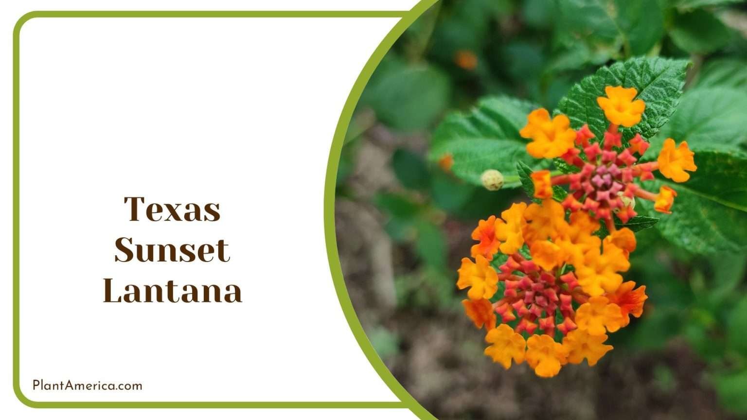 20 Lantana Varieties and Types to Make a Spectacular Garden - Plant America