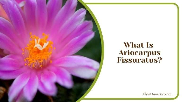 Ariocarpus Fissuratus Care: Growing the Living Rock Cactus - Plant America