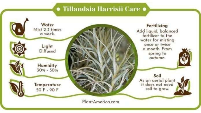 Tillandsia Harrisii Care: Growing This Unique Aerial Plant - Plant America