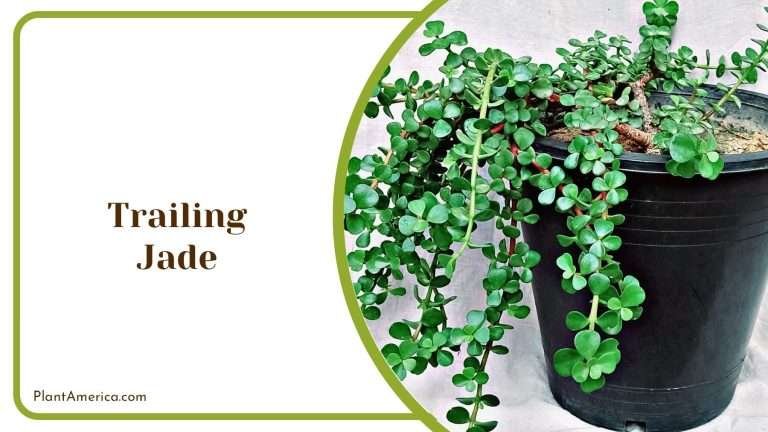 26 Types of Jade Plants That You Don’t Want To Miss - Plant America