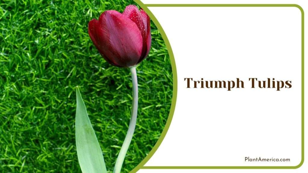 25 Types of Tulips Varieties You Should Consider Planting - Plant America