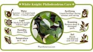 Philodendron White Knight Care Guide and Growing Tips - Plant America