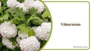 34 Types of Bushes To Consider Planting in Your Landscape - Plant America