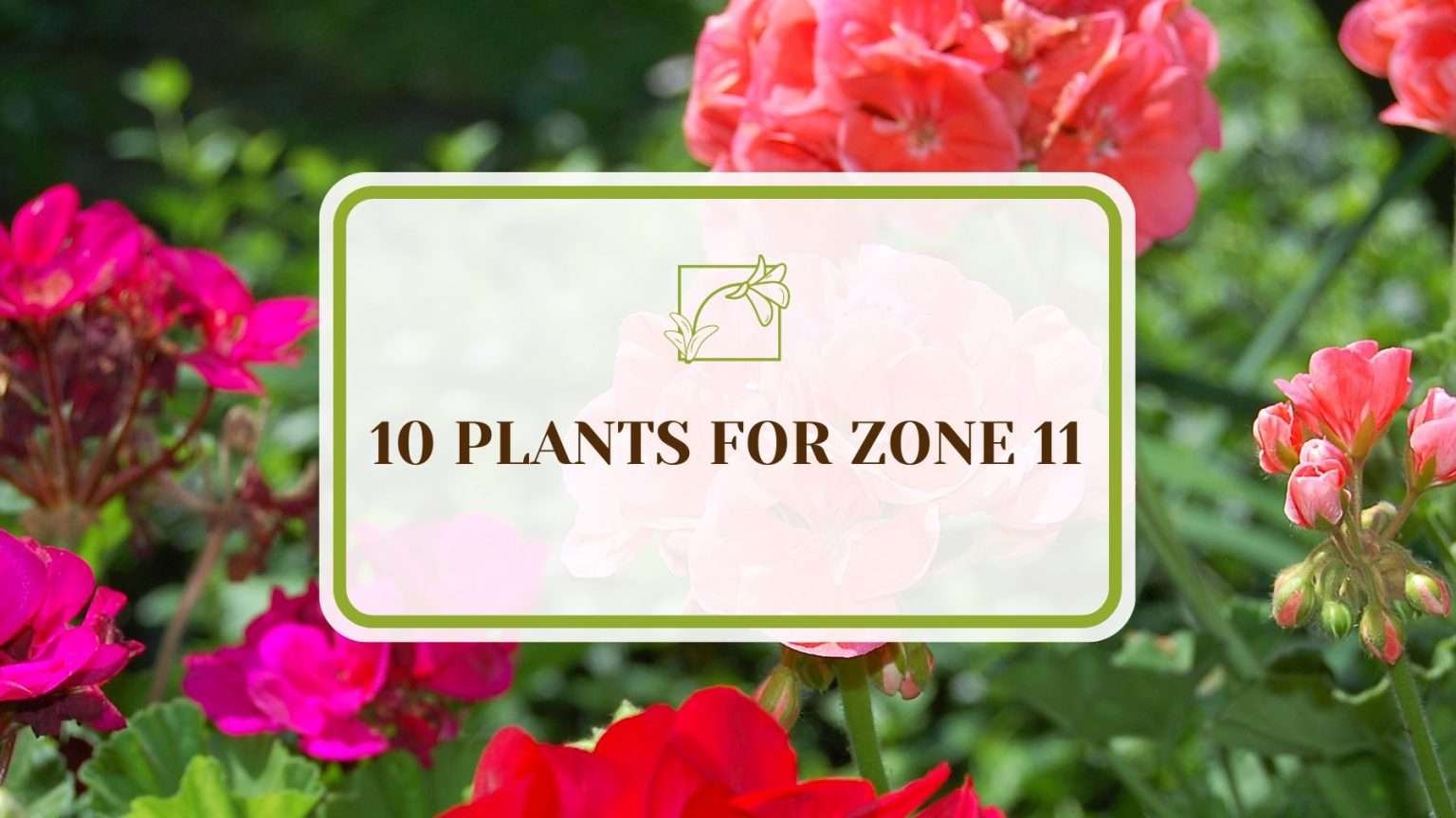 10 Plants For Zone 11 You Can Grow In Your Tropical Gardening - Plant ...