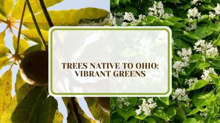 10 Trees Native to Ohio: Vibrant Greens - Plant America