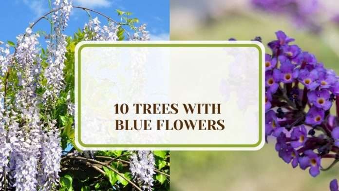 10 Trees With Blue Flowers: Stunning Ornamental Tree Picks - Plant America