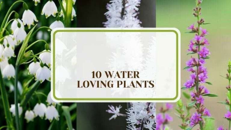 10 Water Loving Plants That Work Great in Wet Environments - Plant America