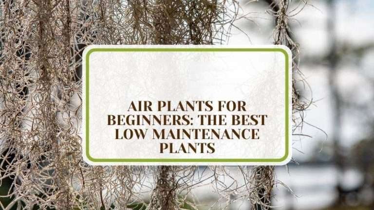 13 Air Plants for Beginners: The Best Low Maintenance Plants - Plant ...