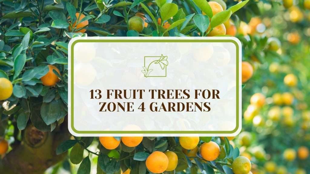 13 Fruit Trees For Zone 4 Gardens? Cold Hardy Fruit Trees - Plant America