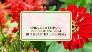 13 Spiky Red Flower: Types of Unusual but Beautiful Blooms - Plant America