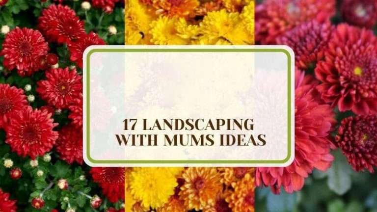 17 Landscaping With Mums Ideas: A Guide To Get You Started Right ...