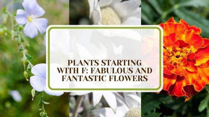 17 Plants Starting with F: Fabulous and Fantastic Flowers - Plant America