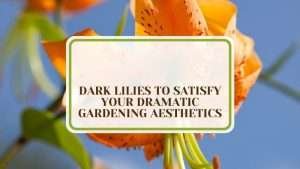 18 Dark Lilies to Satisfy Your Dramatic Gardening Aesthetics - Plant ...