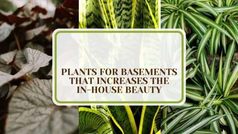 18 Plants for Basements that Increases the In-house Beauty - Plant America