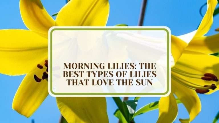 19 Morning Lilies: The Best Types of Lilies that Love the Sun - Plant ...