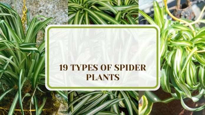 19 Types of Spider Plants: Growing Indoors and Outdoors - Plant America