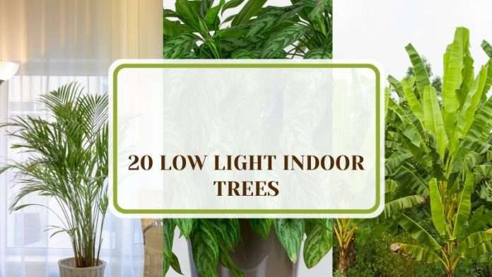 20 Low Light Indoor Trees You Can Grow Inside Your House - Plant America