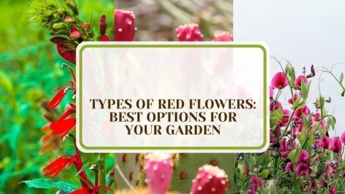 20 Types of Red Flowers: Best Options for Your Garden - Plant America