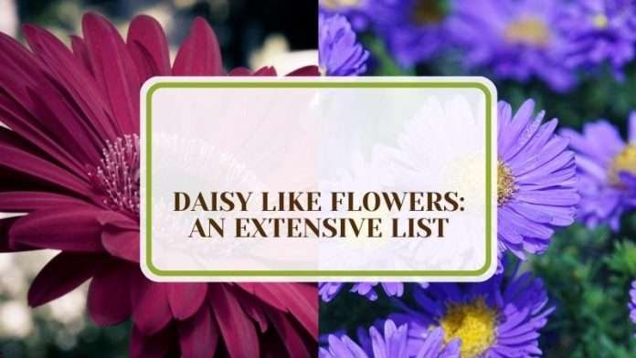 28 Daisy Like Flowers: An Extensive List - Plant America