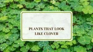 5 Plants That Look Like Clover: Discover the Lookalikes - Plant America