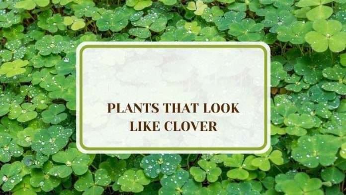 5 Plants That Look Like Clover: Discover the Lookalikes - Plant America