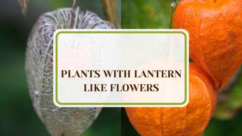 5 Plants With Lantern Like Flowers: Graceful Blooms - Plant America