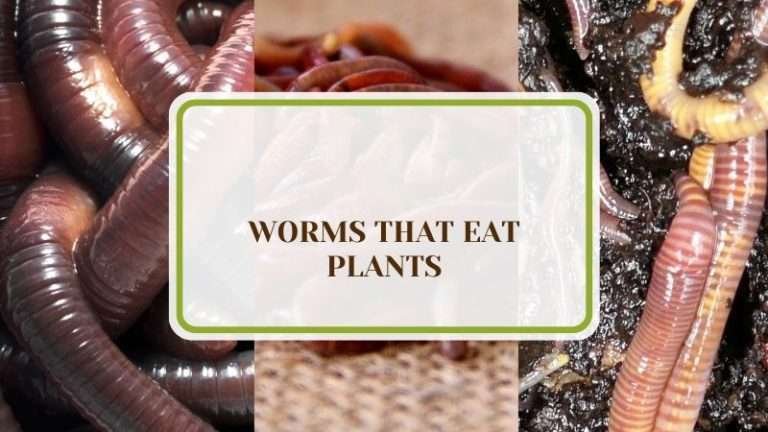 5 Worms That Eat Plants: The Unsung Heroes of the Ecosystem - Plant America