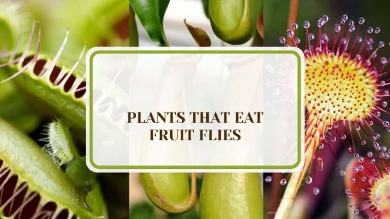 6 Plants That Eat Fruit Flies – Get Rid of the Insects! - Plant America
