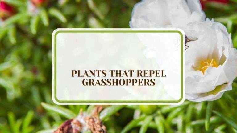 7 Plants That Repel Grasshoppers to Have in Your Backyard - Plant America