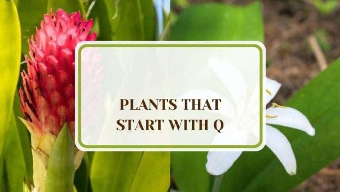 Plants That Start With Q