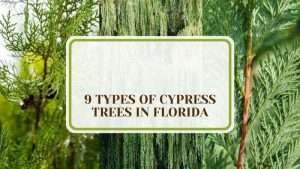 9 Types of Cypress Trees in Florida: Adding Greenery - Plant America