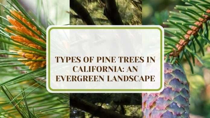 9 Types of Pine Trees in California: An Evergreen Landscape - Plant America