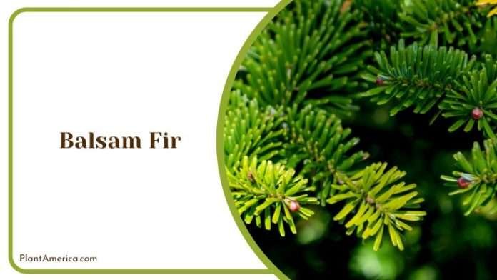 14 Wisconsin Native Trees: A Unique Variety - Plant America