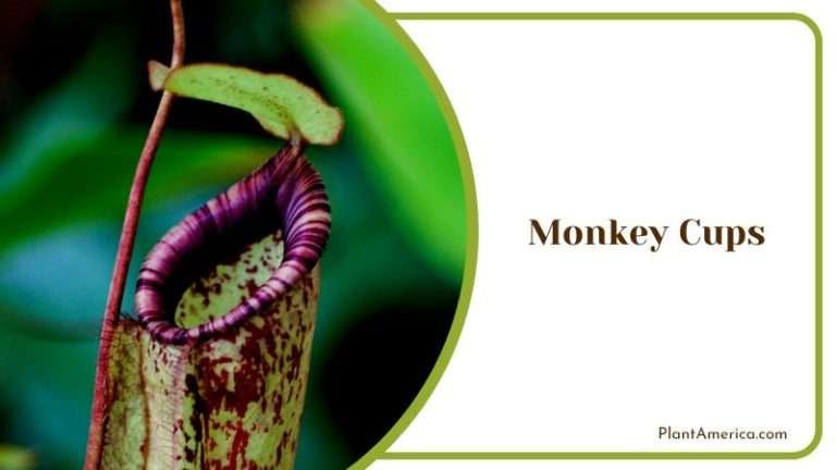 6 Plants that Eat Flies: Cost-effective Solutions - Plant America