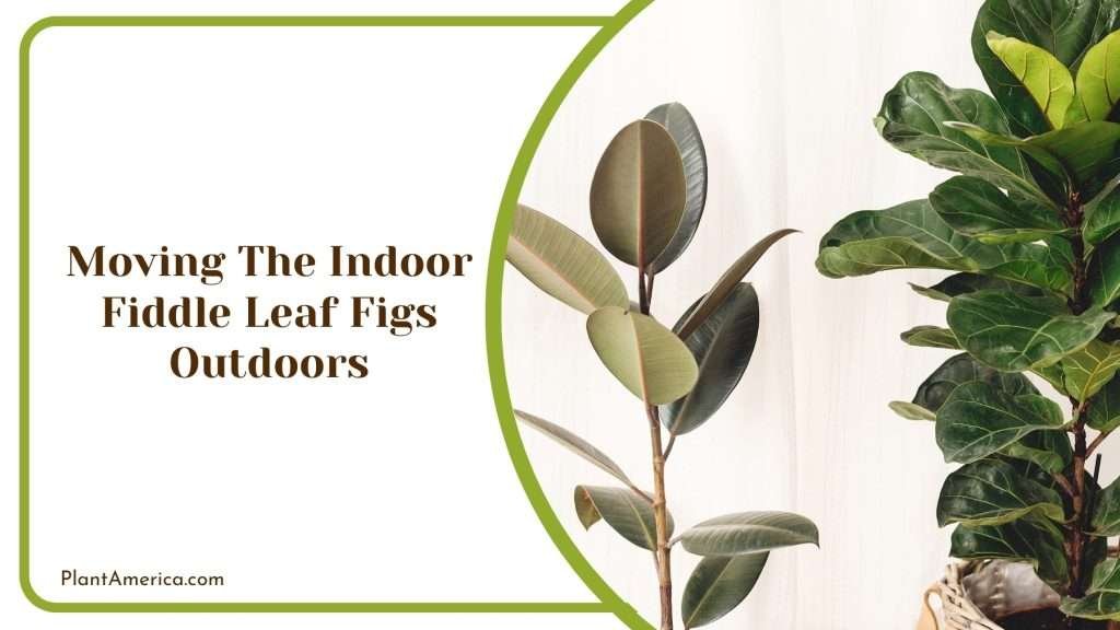 Fiddle Leaf Fig Outdoors: Can You Grow These Trees Outside? - Plant America