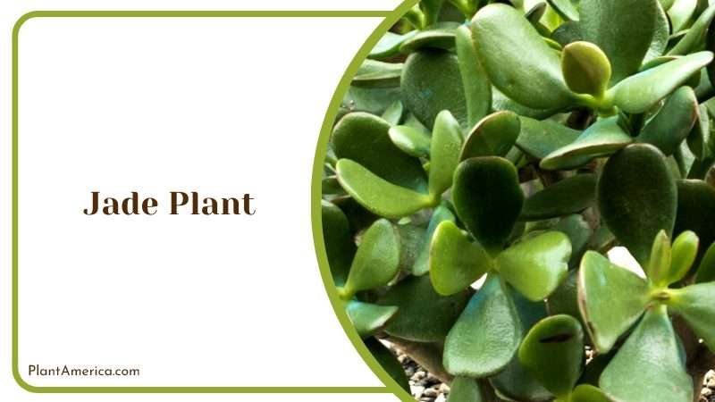 6 Plants That Look Like Cactus: List of Vibrant Greens - Plant America