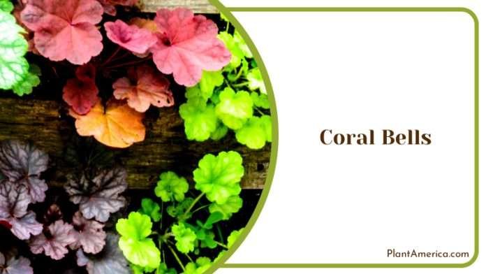 7 Little Lime Hydrangea Companion Plants: List of Options - Plant America