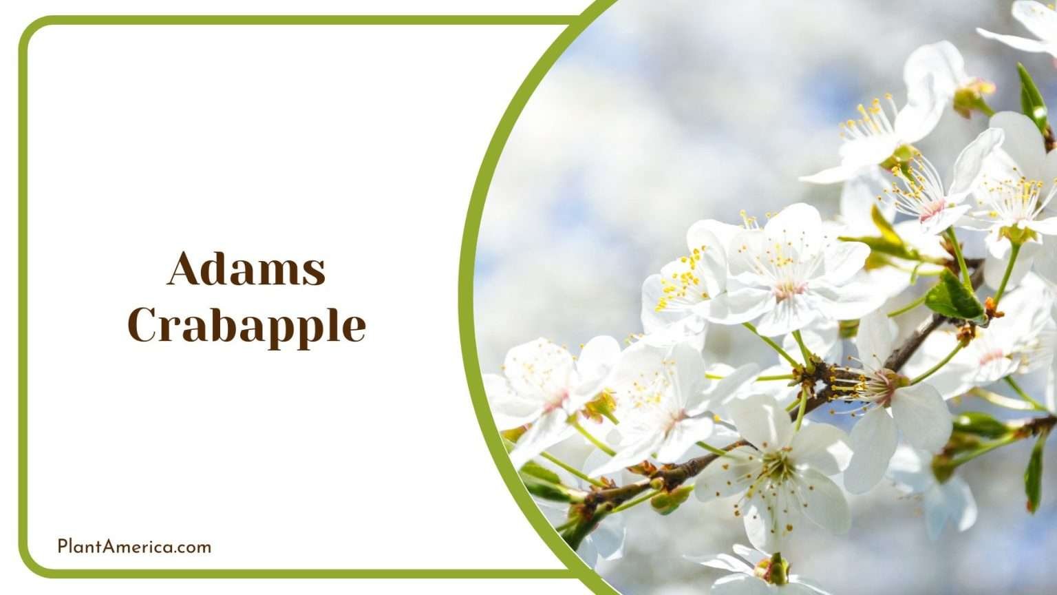16 Flowering Trees For Zone 6 That Are Must-Haves For Any Avid Gardener ...