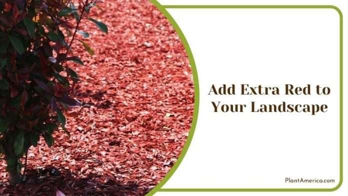 21 Best Red Mulch Landscaping Ideas - Plant America