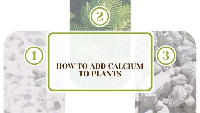 How To Add Calcium to Plants: Solutions To Fix a Deficiency - Plant America