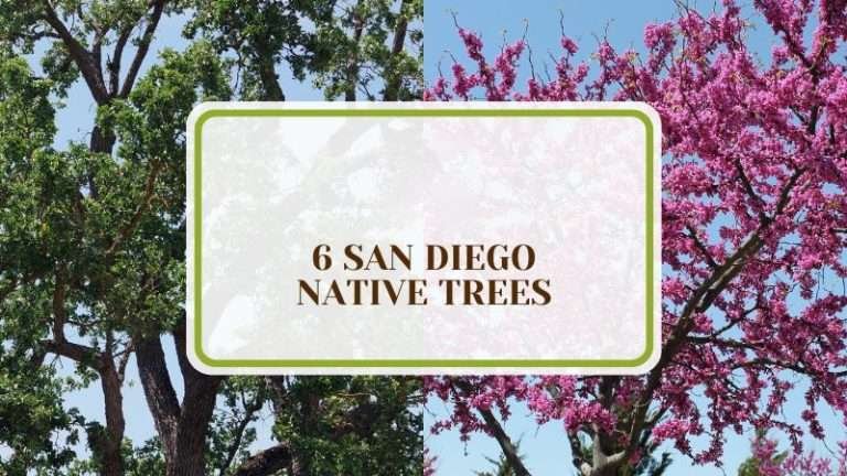 6 San Diego Native Trees That You Can Admire and Protect - Plant America